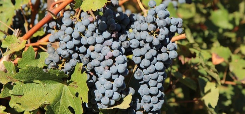Cépage Merlot : le guide complet | Vin de Bordeaux